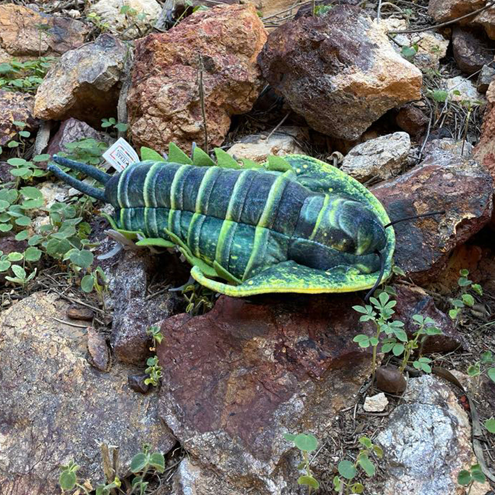 Trilobite plush – Australian Age of Dinosaurs Museum Shop
