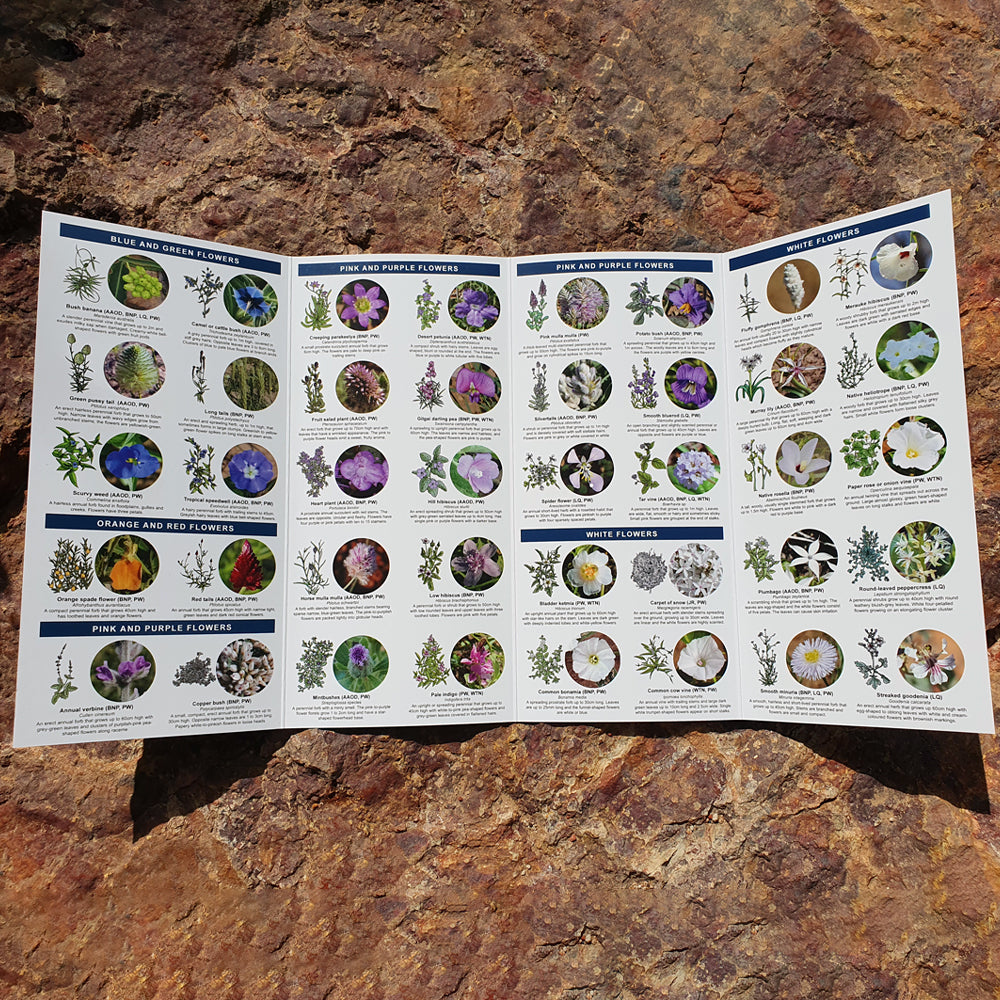 Wildflowers: A folding pocket guide – Australian Age of Dinosaurs ...